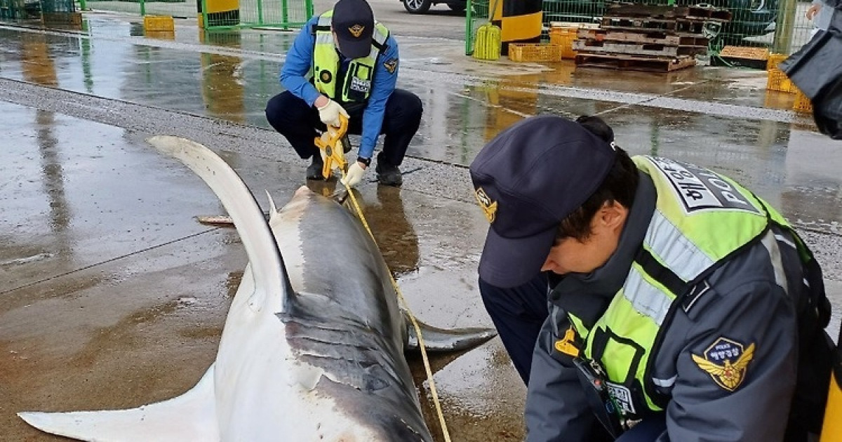 속초 해상서 길이 2.9m·무게 160㎏ 청상아리 혼획