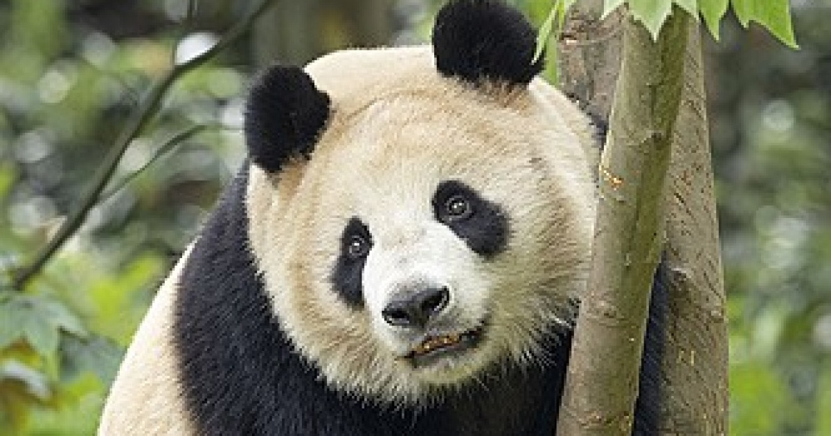 San Diego Zoo Pandas