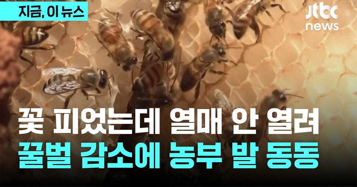 꽃 피었는데 열매 안 열려 꿀벌 감소에 농부 발 동동
