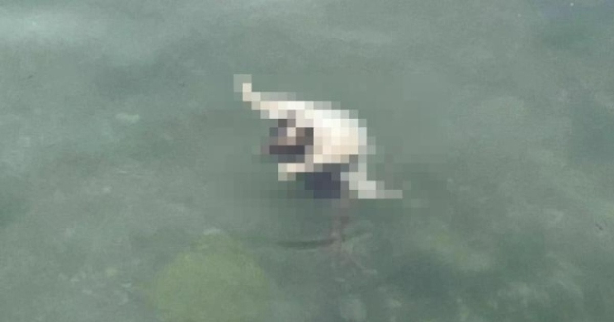 Drowned cat kicks off animal abuse probe