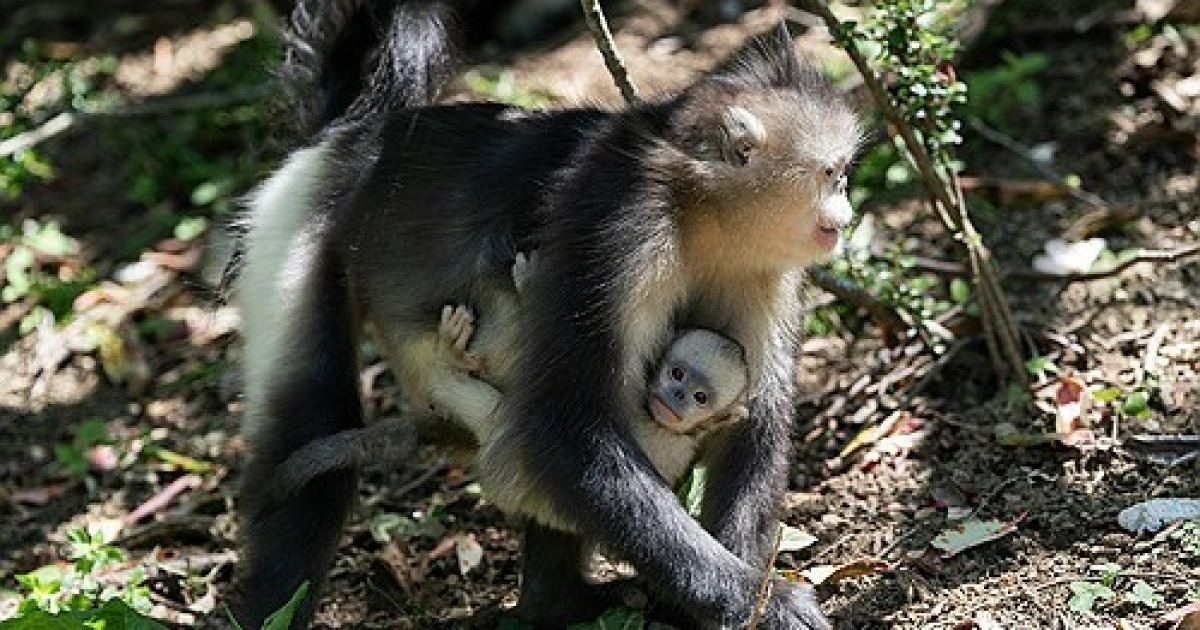 CHINA-YUNNAN-SNUB-NOSED MONKEY (CN)