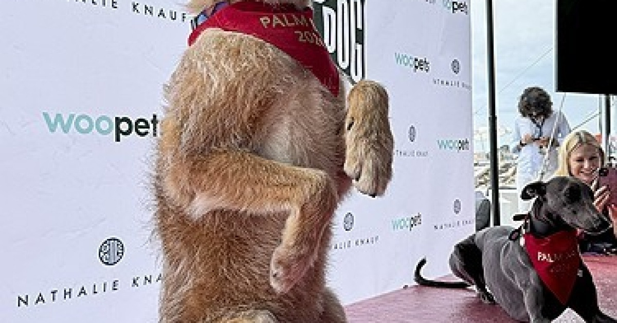 France Cannes 2024 Palm Dog