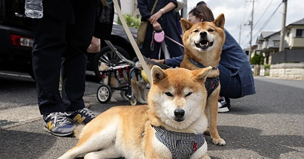 JAPAN ANIMALS DOG KABOSU