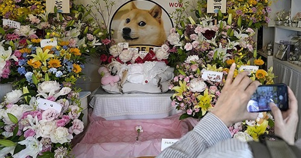 JAPAN ANIMALS DOG KABOSU