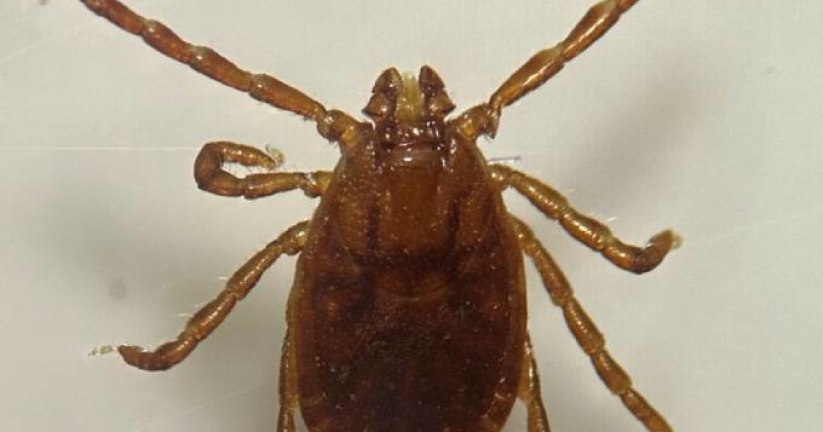 경북도, SFTS 첫 사망자 발생…전국 세번째 사망 사례