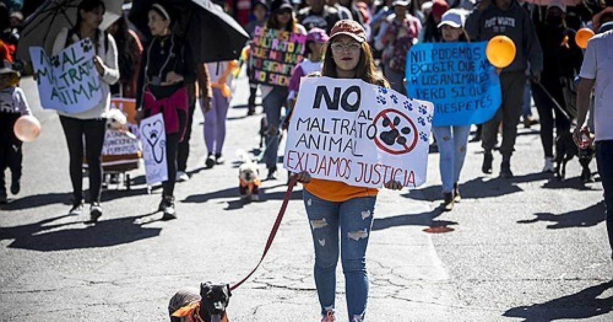 BOLIVIA ANIMAL ABUSE PROTEST
