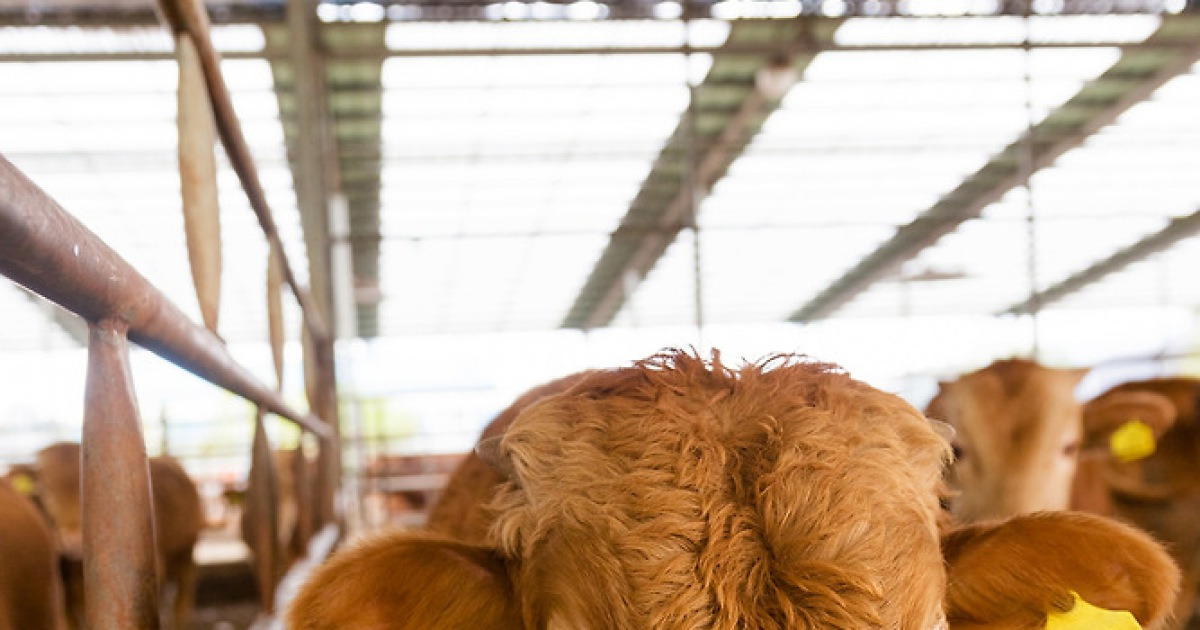 Cows escape farm and wander around road