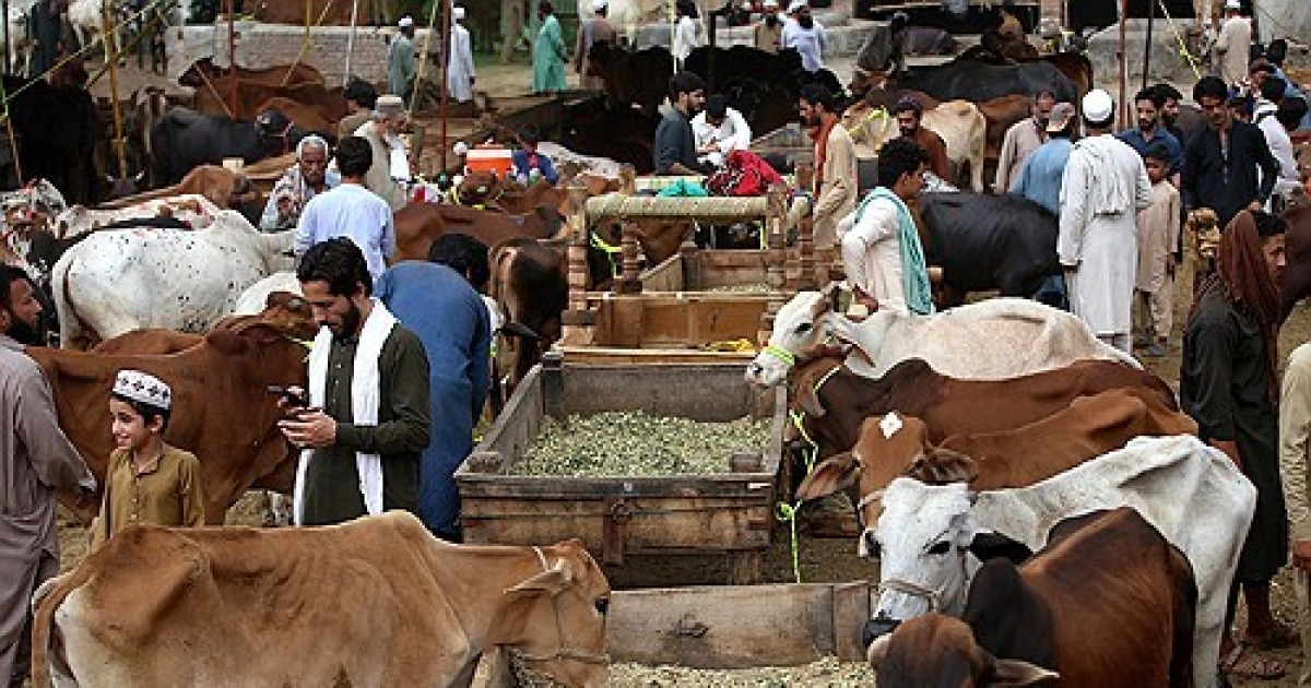 PAKISTAN EID AL ADHA ISLAM BELIEF