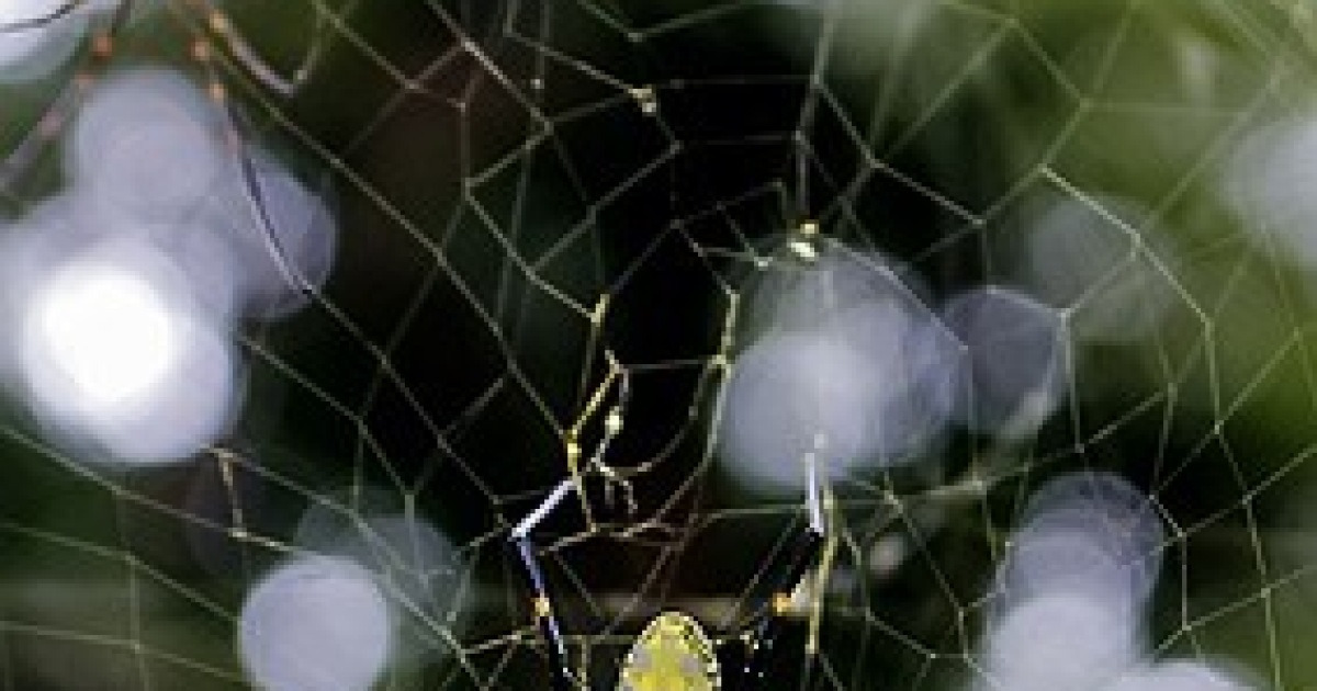 USA INVASIVE JORO SPIDER