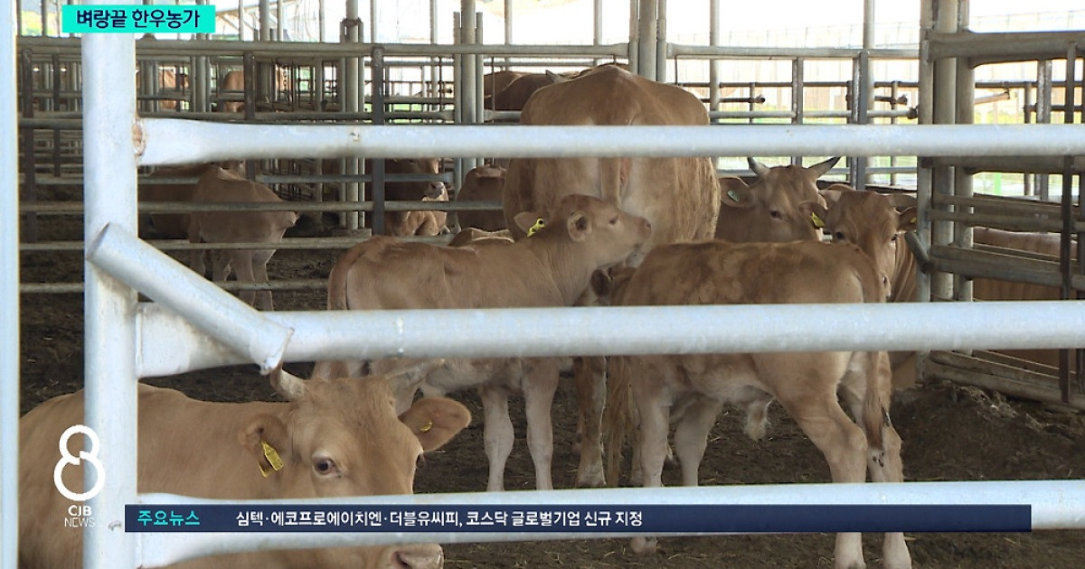 한우 사육 포기하겠다..다음달 대규모 상경시위