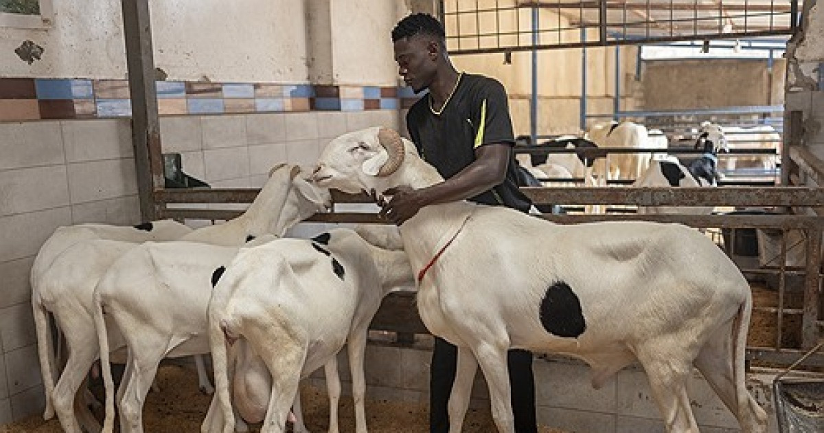 Senegal Star Sheep