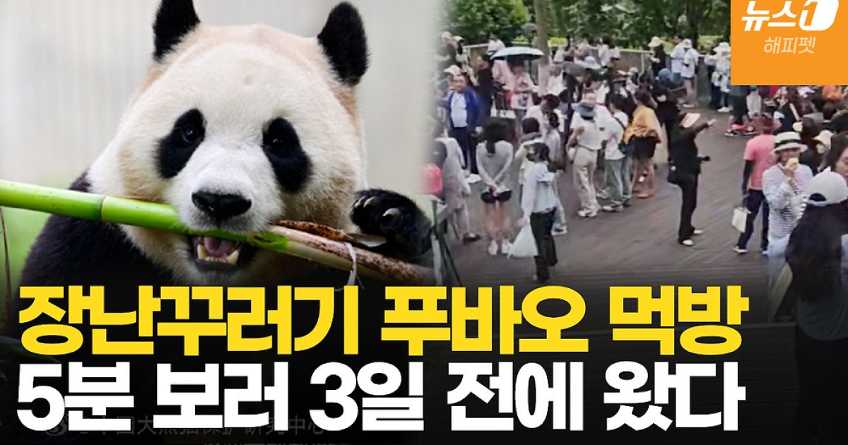 [영상] 중국 팬들도 빠져든 푸바오…건강한 모습으로 대나무 먹방