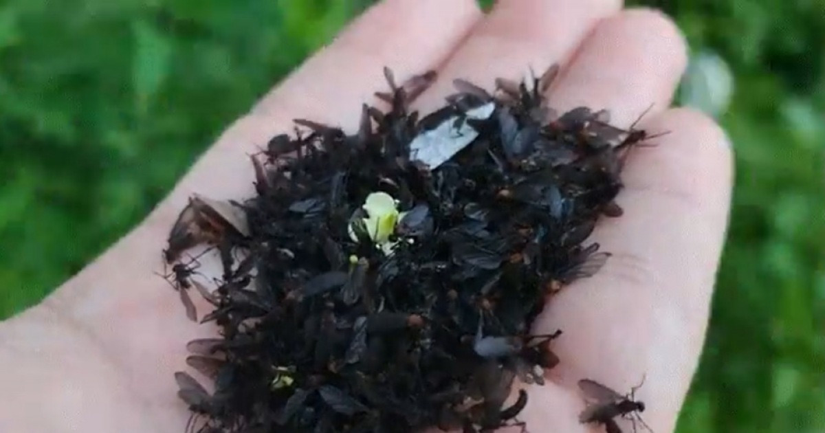 Lovebugs swarm cities as summer arrives