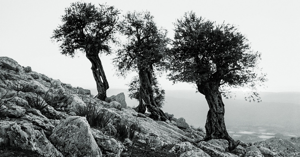 Olive trees, poems at Park No-hae photo exhibition