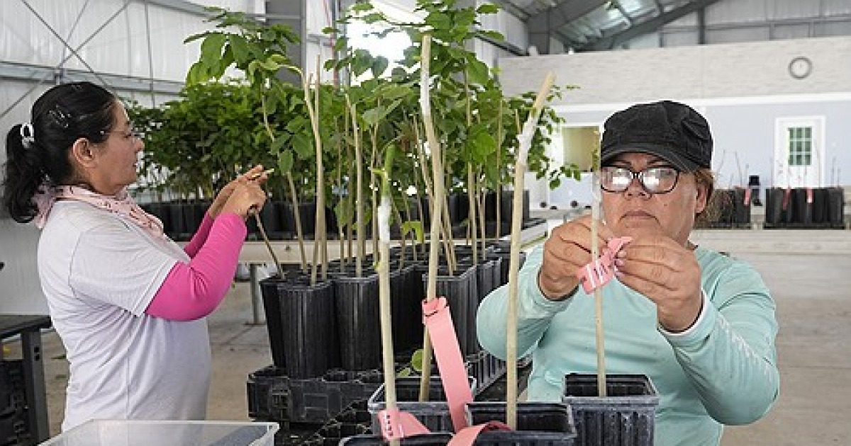 Pongamia Tree What to Know