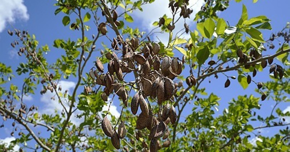 Pongamia Tree What to Know