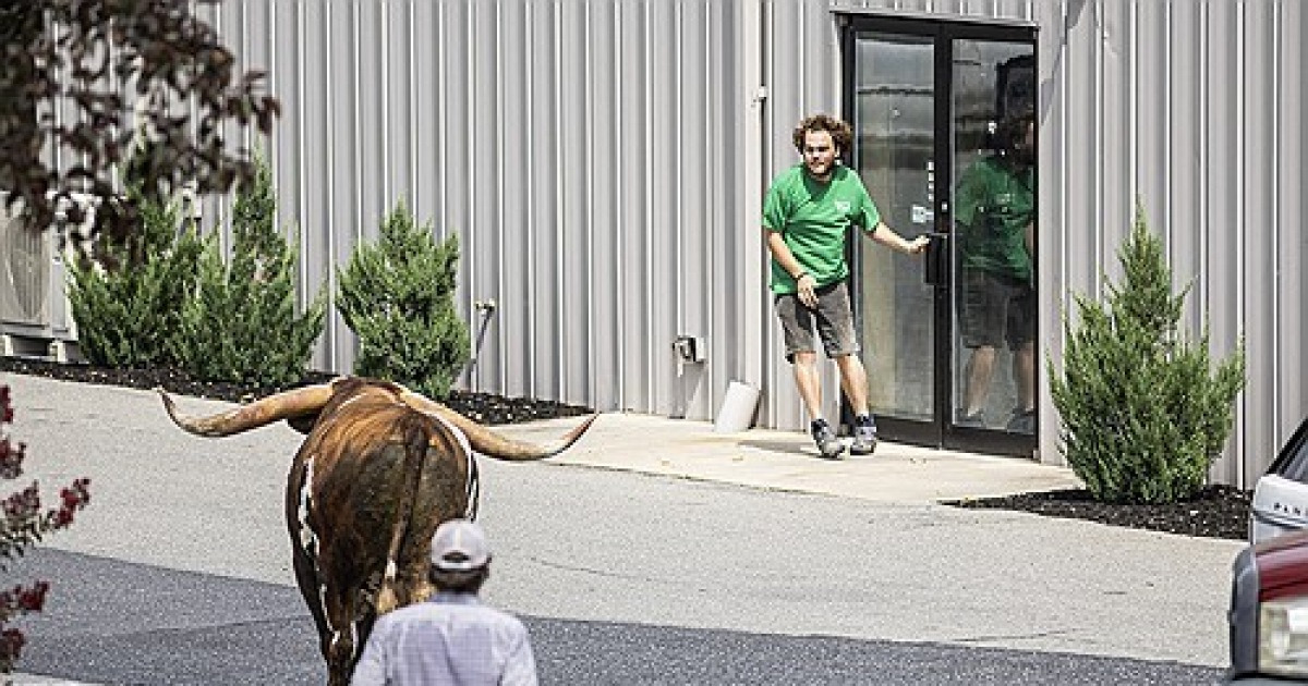 Pennsylvania Steer On The Run