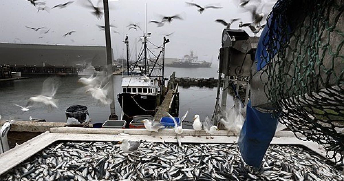 Fish Fraud