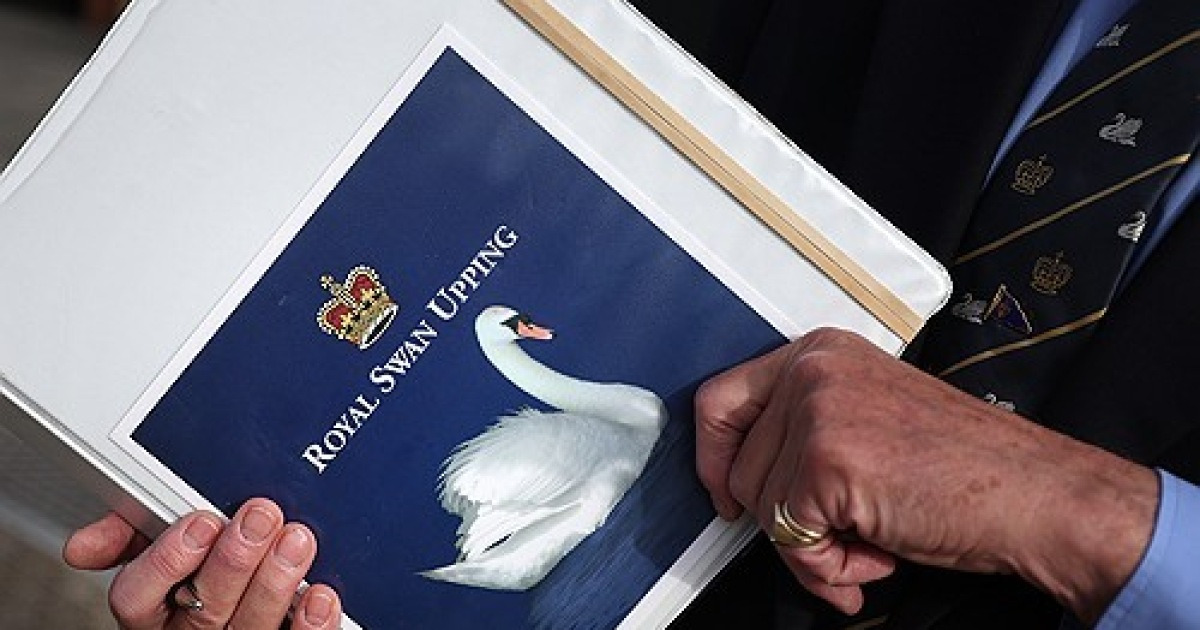 BRITAIN ANNUAL SWAN UPPING CEREMONY