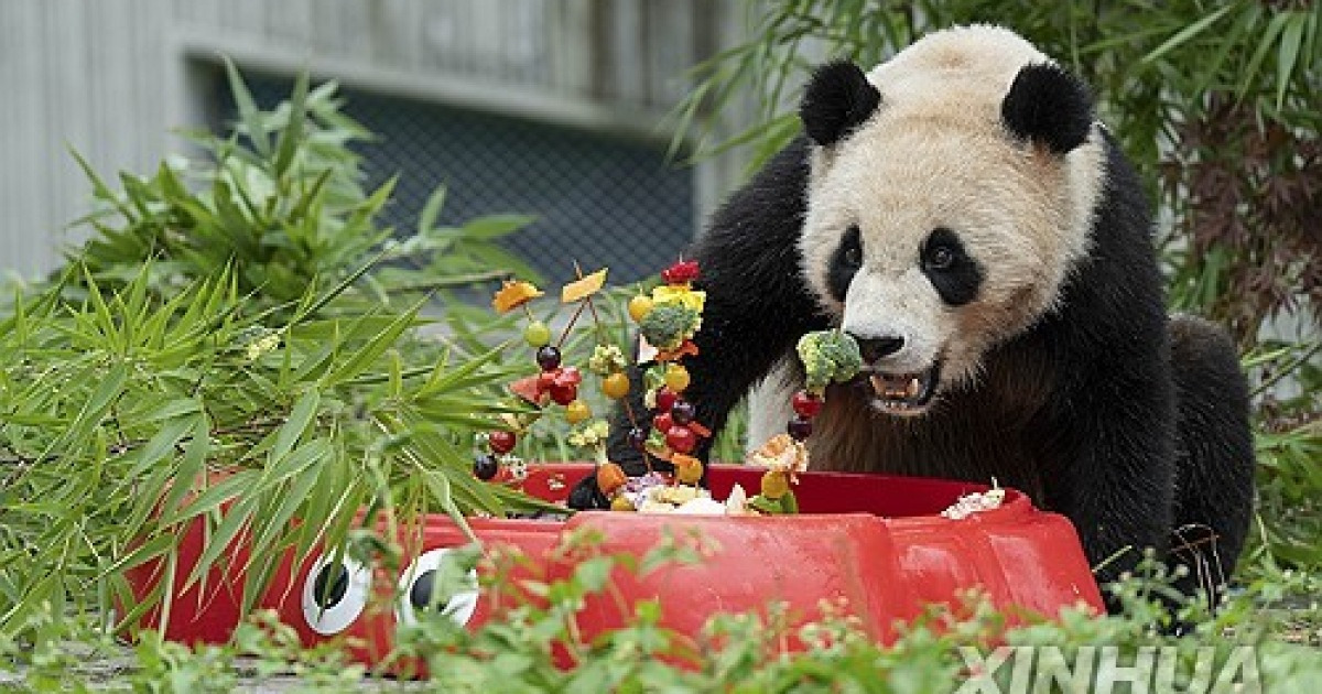 (SichuanMosaics)CHINA-SICHUAN-GIANT PANDA-BIRTHDAY (CN)