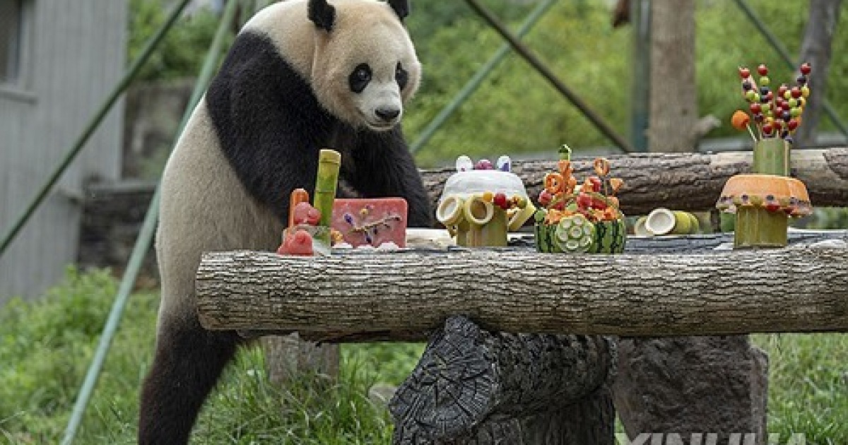 (SichuanMosaics)CHINA-SICHUAN-GIANT PANDA-BIRTHDAY (CN)