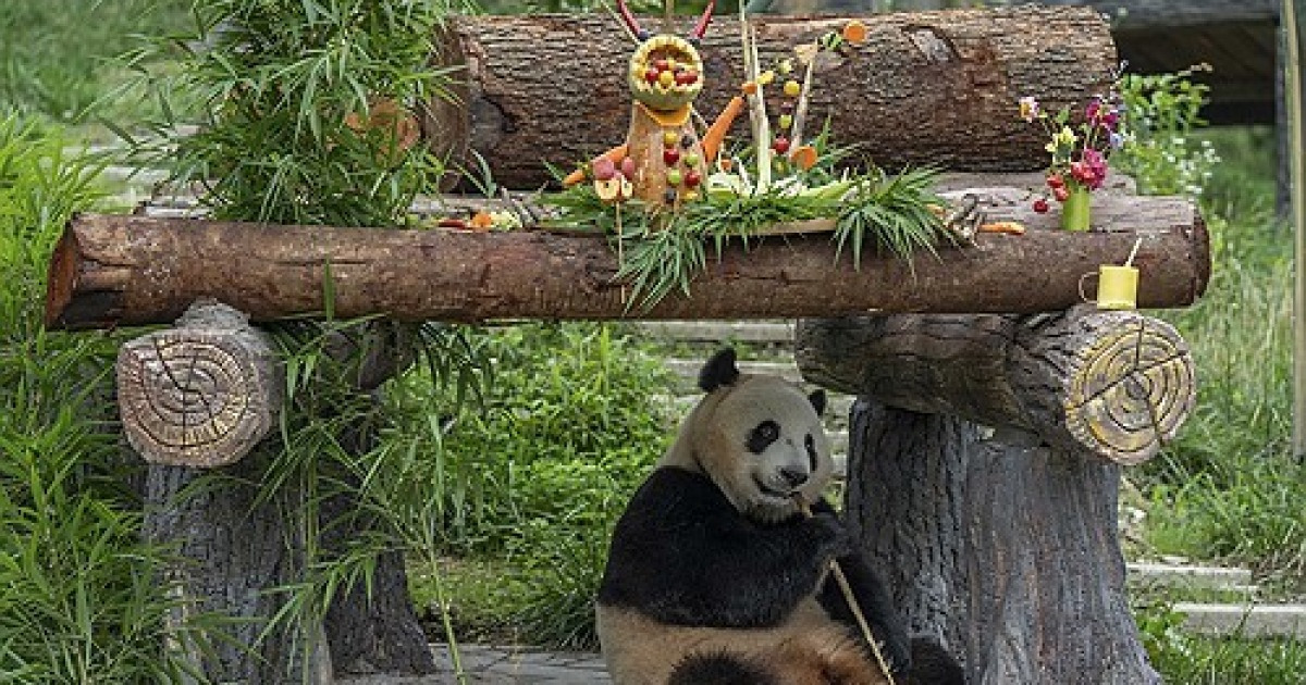 (SichuanMosaics)CHINA-SICHUAN-GIANT PANDA-BIRTHDAY (CN)