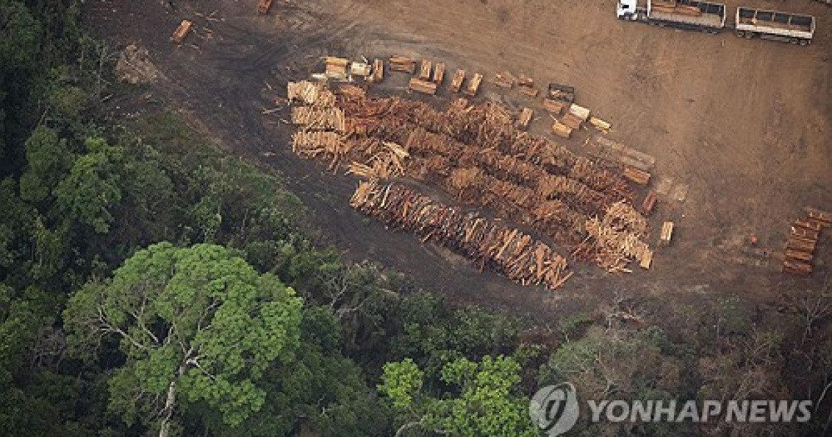Brazil Forest Protection