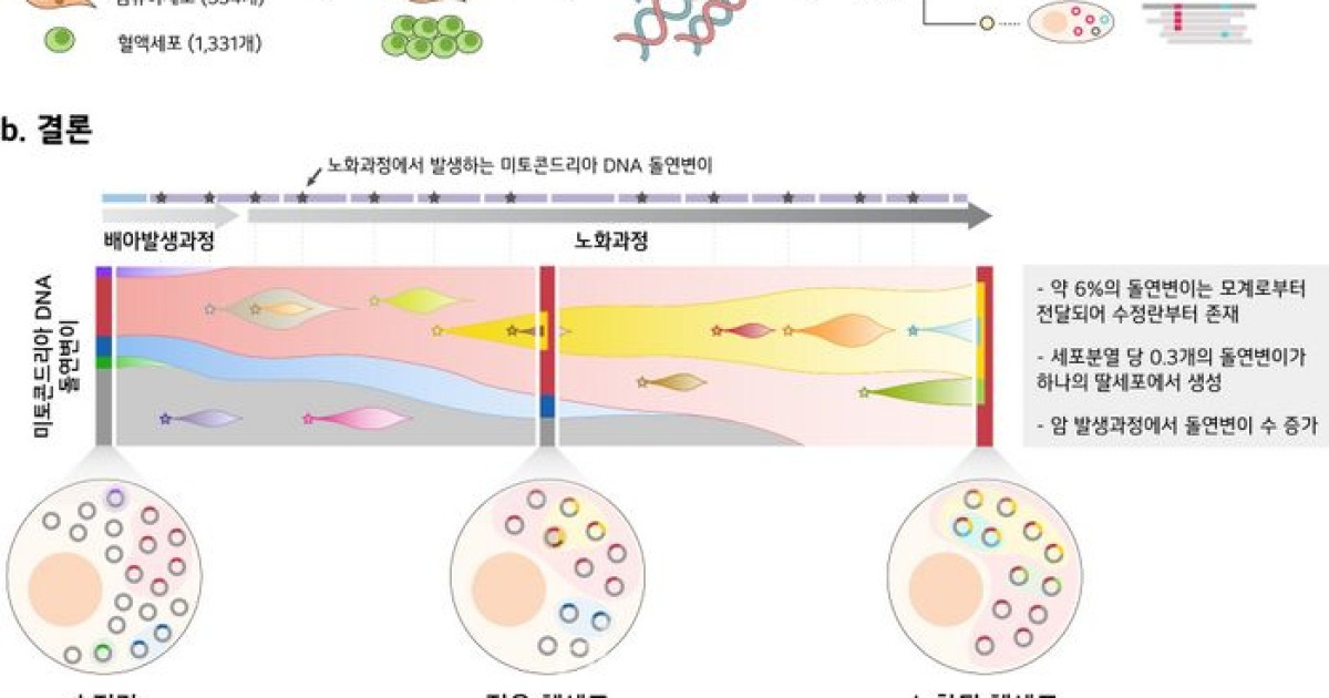 KAIST, 미토콘트리아 DNA 돌연변이 규명