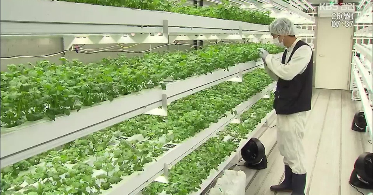 폭염에 채솟값 들썩…기후위기에 스마트팜 해법되나