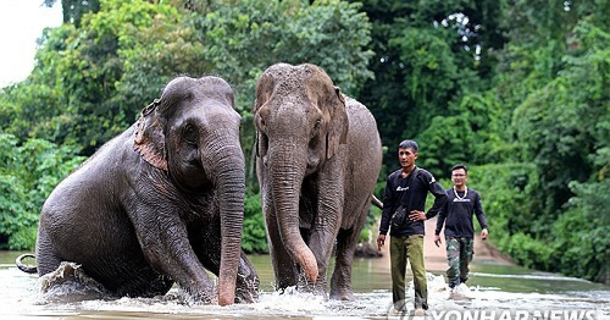 MULTIMEDIA SET VIETNAM ELEPHANTS