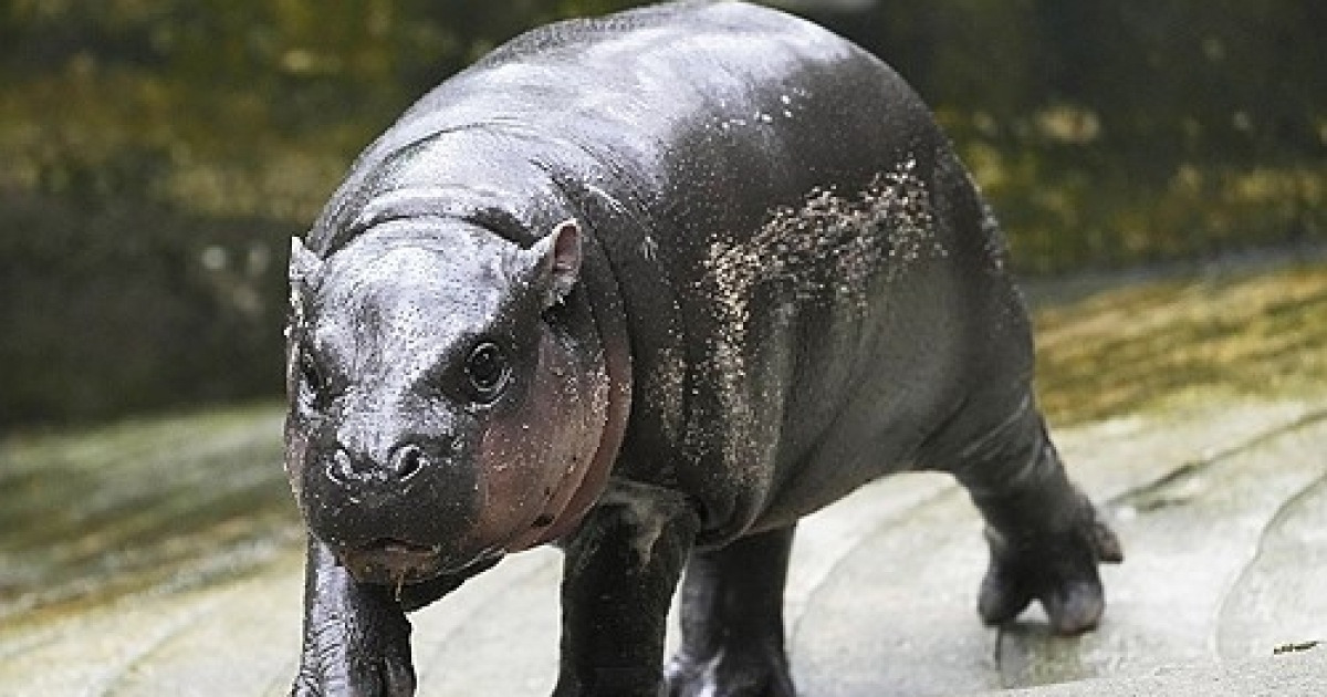 Thailand Pygmy Hippo