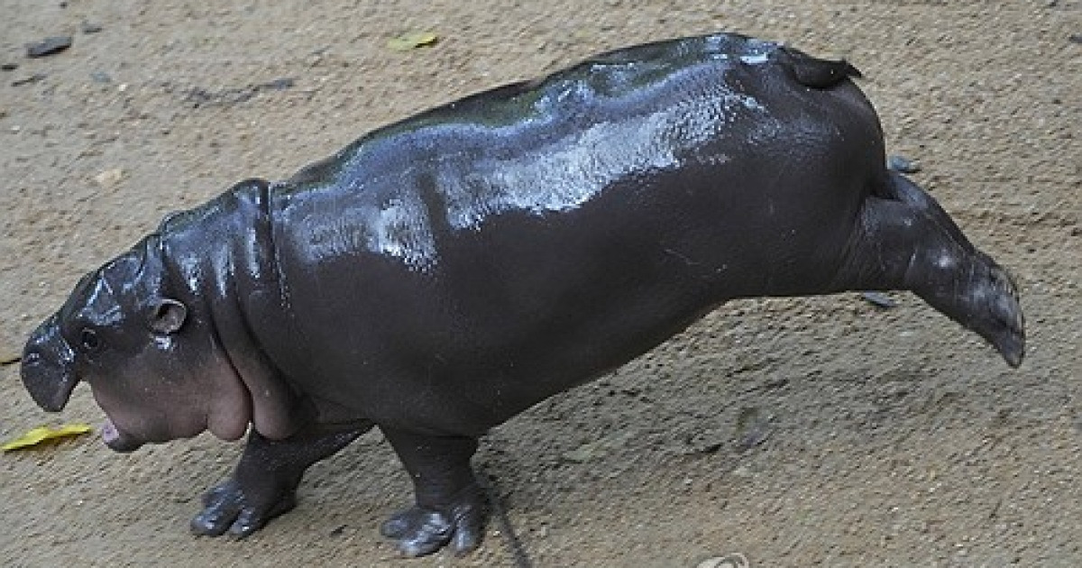 Thailand Pygmy Hippo