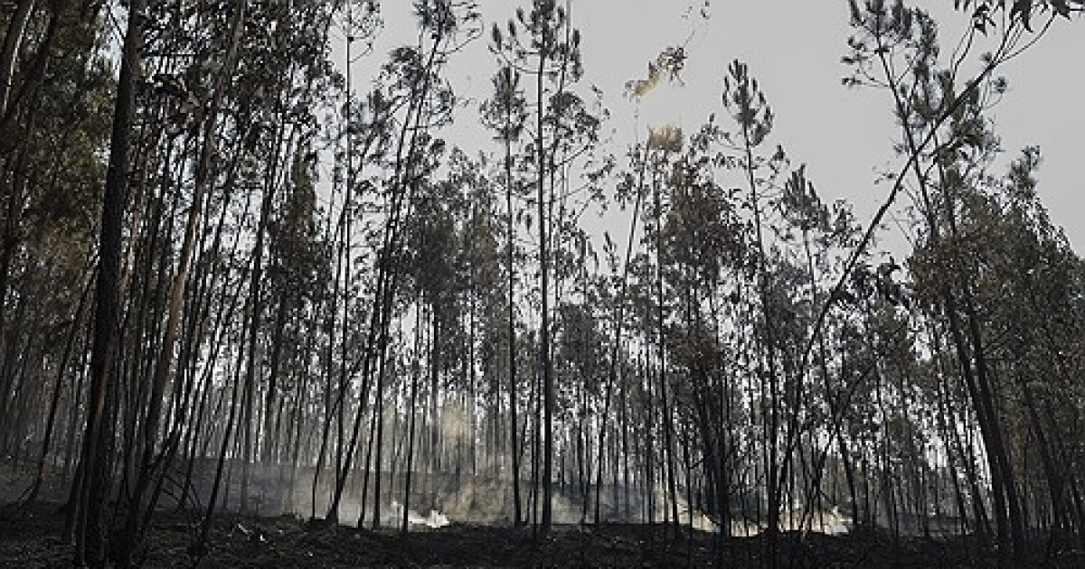 PORTUGAL FOREST FIRE