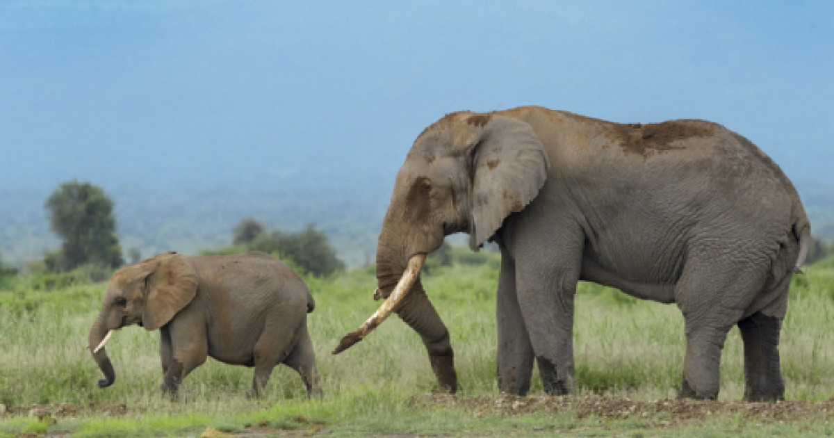 심각한 가뭄 속 굶주린 주민들 위해 코끼리 200마리 도살 결정한 나라