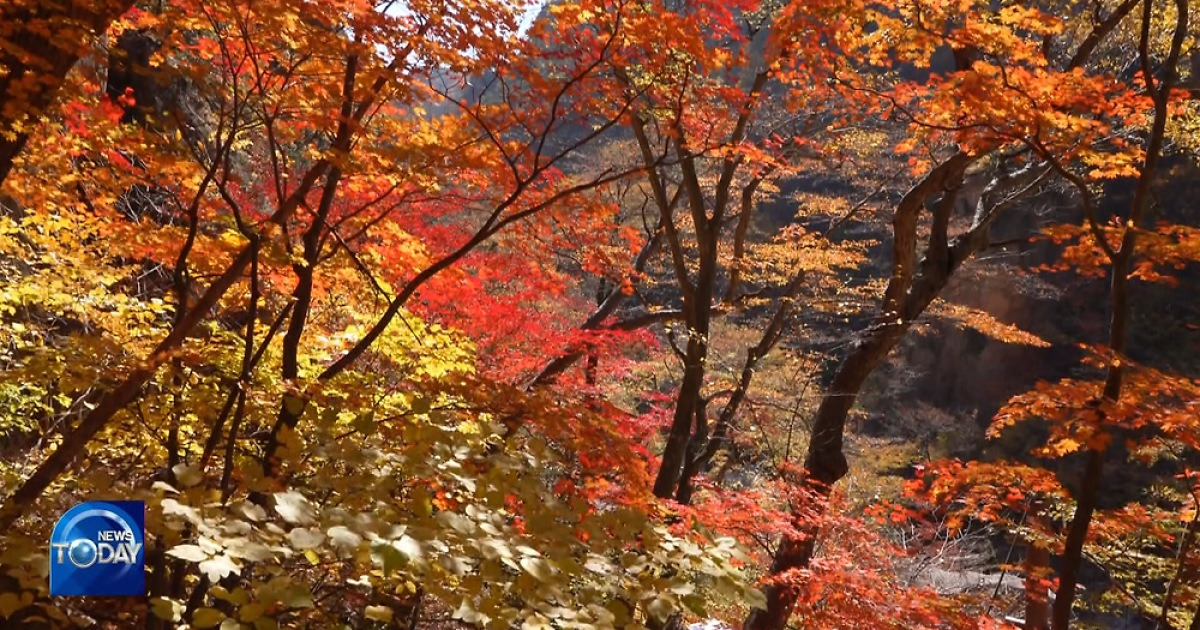 [News Today] LATE FALL FOLIAGE THIS YEAR
