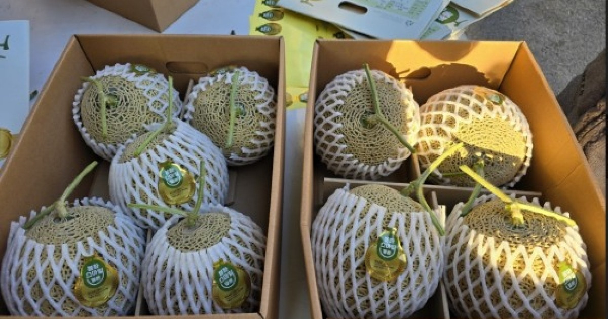 봉화서 멜론이…15Brix 이상 고당도· 고품질 봉화 멜론 첫출하