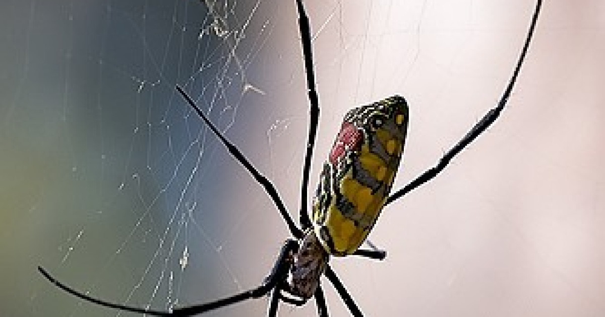 USA ANIMALS JURO SPIDER