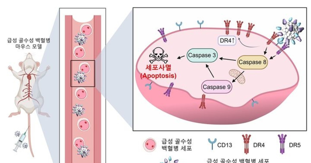 백혈병 암세포만 제거…UNIST, 나노입자 치료법 개발