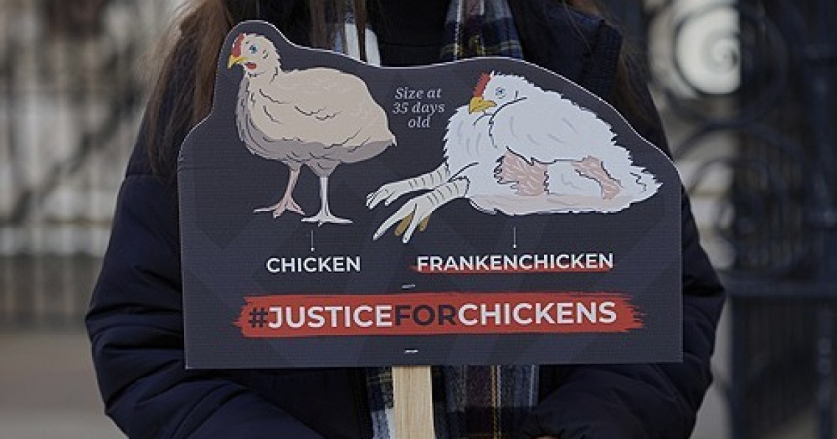 Britain Chicken Court