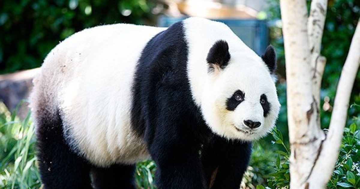 AUSTRALIA ANIMALS ADELAIDE ZOO