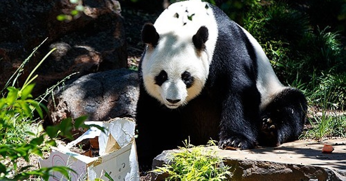 AUSTRALIA ANIMALS ADELAIDE ZOO