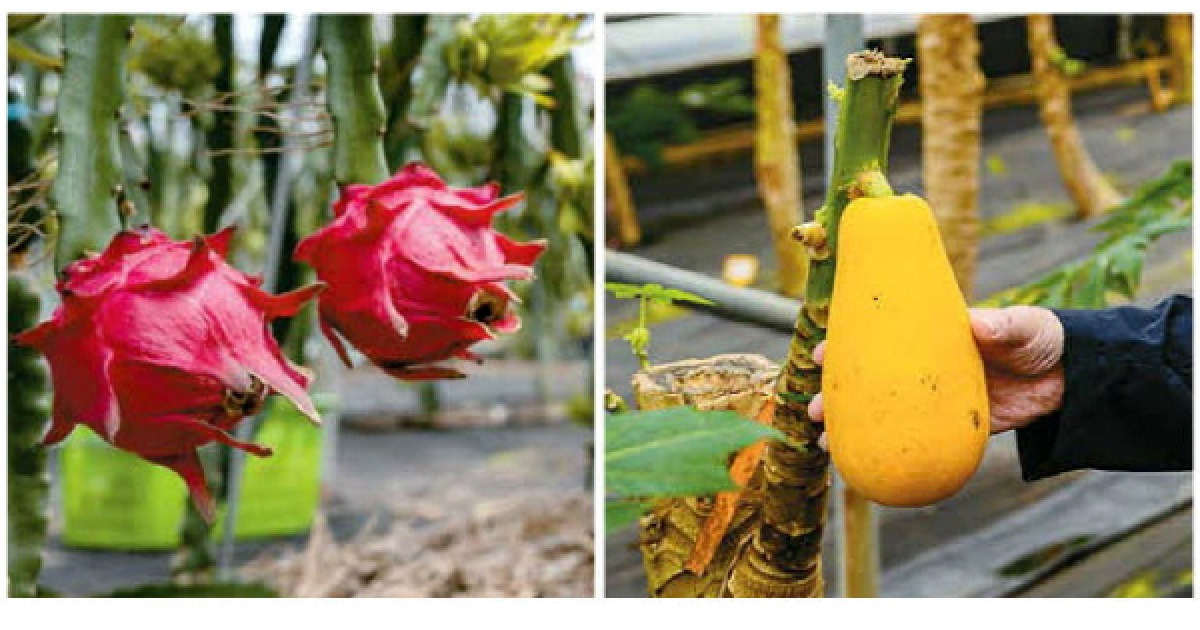 Rising temperatures leads to growth of subtropical agriculture