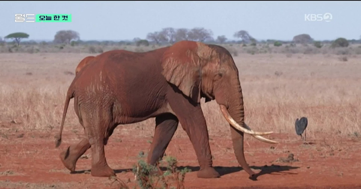 [오늘 한 컷] ‘적과의 동침’ 해결사 꿀벌