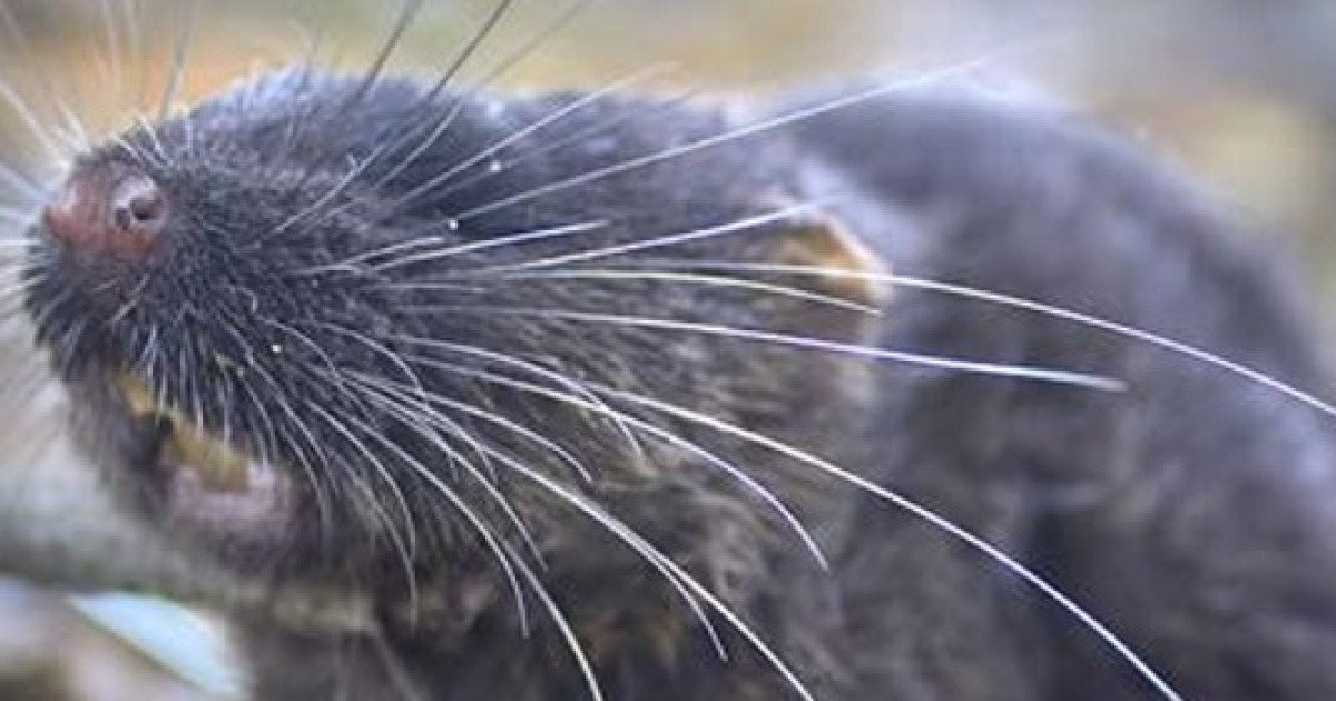 '뛰고 헤엄도 치고'…수륙양생 쥐, 페루 아마존서 발견됐다