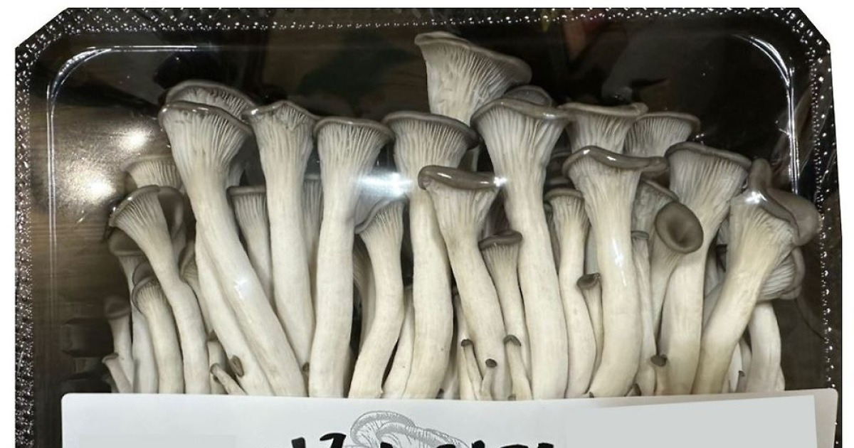 경기도농업기술원, '느타리버섯 신품종 대선' 개발