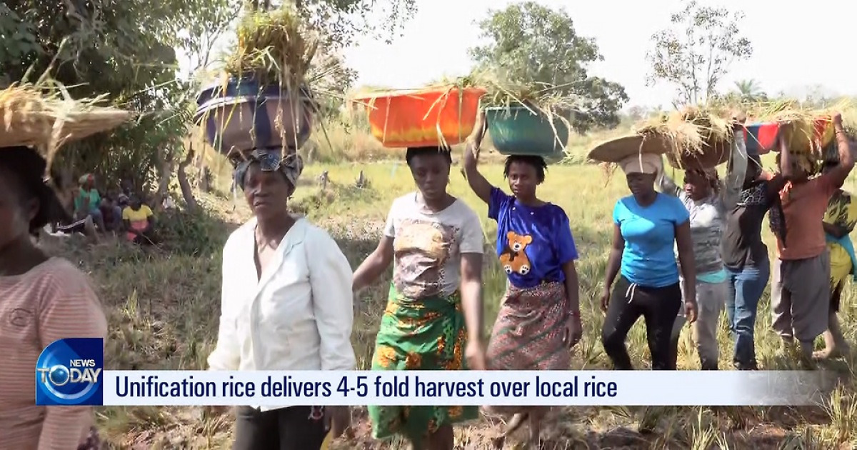 [News Today] KOREAN RICE HARVEST IN GUINEA