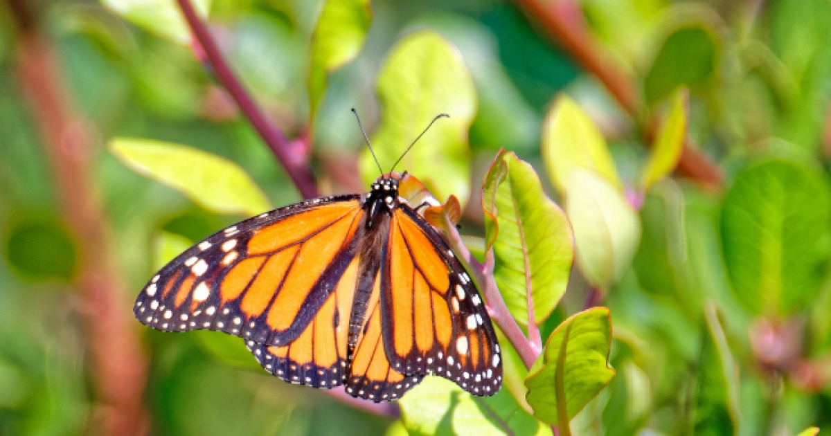 미국~멕시코 ‘5000㎞’ 왕복비행… 제왕나비 개체 99% 증가