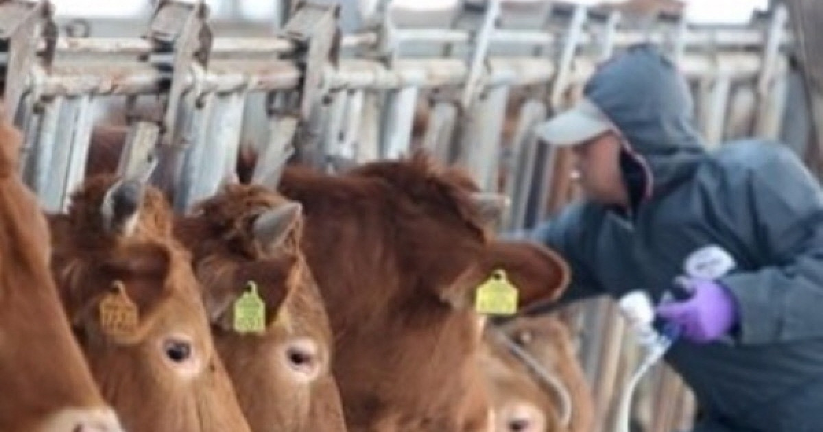 농식품부, 동물용 의약품 수출액 2035년까지 1조5000억 원으로 늘려