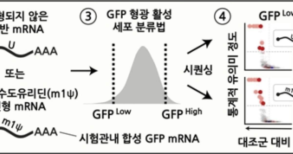 [쿠키과학] 'mRNA 백신 작동원리'… IBS, 세계 최초 규명