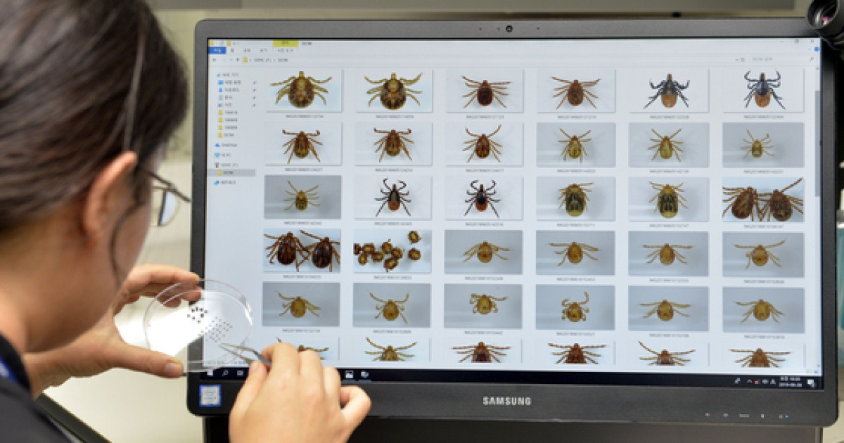 Korea's health authorities begin tick monitoring as peak risk season ...